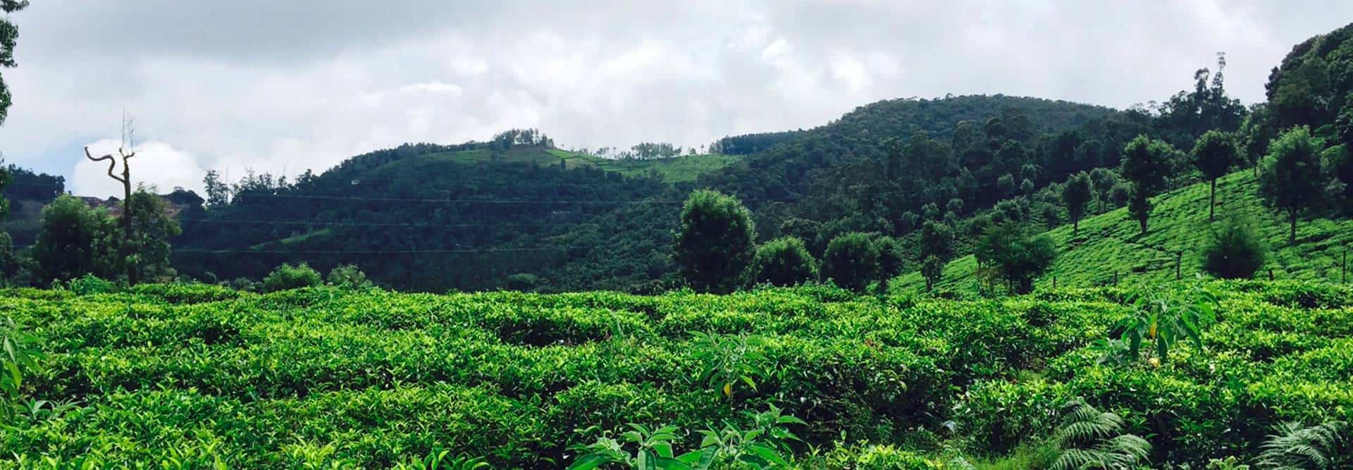 Discover - Three Nilgiri hill stations – Ooty, Kotagiri and Coonoor