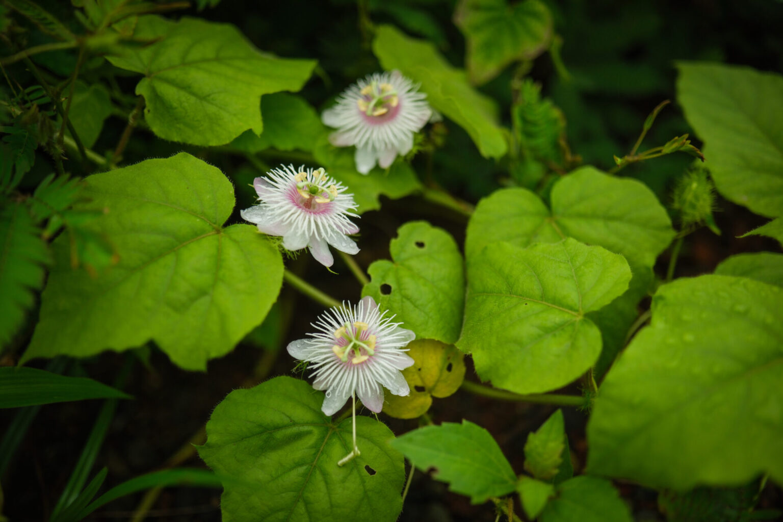 Discover Colvale, Goa: A Hidden Gem for Tranquil Living | Isprava Blog