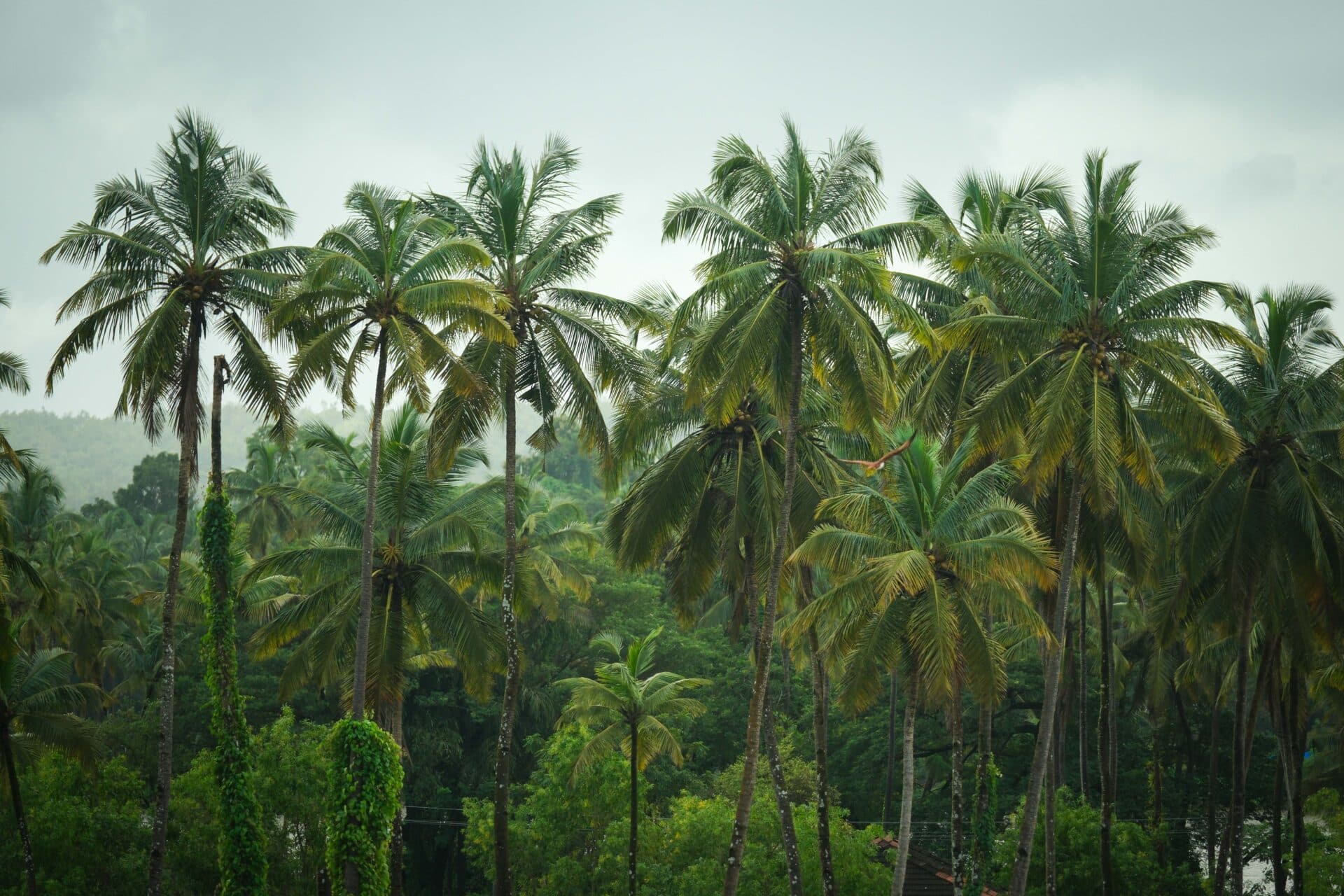 Discover Colvale, Goa: A Hidden Gem for Tranquil Living | Isprava Blog